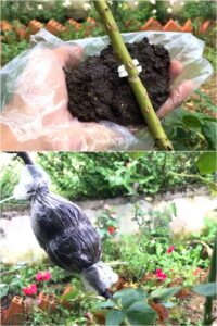 How Roses Reproduce: Understanding the Beauty of Nature - Flower Bar Cebu
