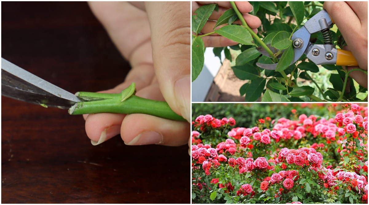 How Roses Reproduce: Understanding the Beauty of Nature - Flower Bar Cebu